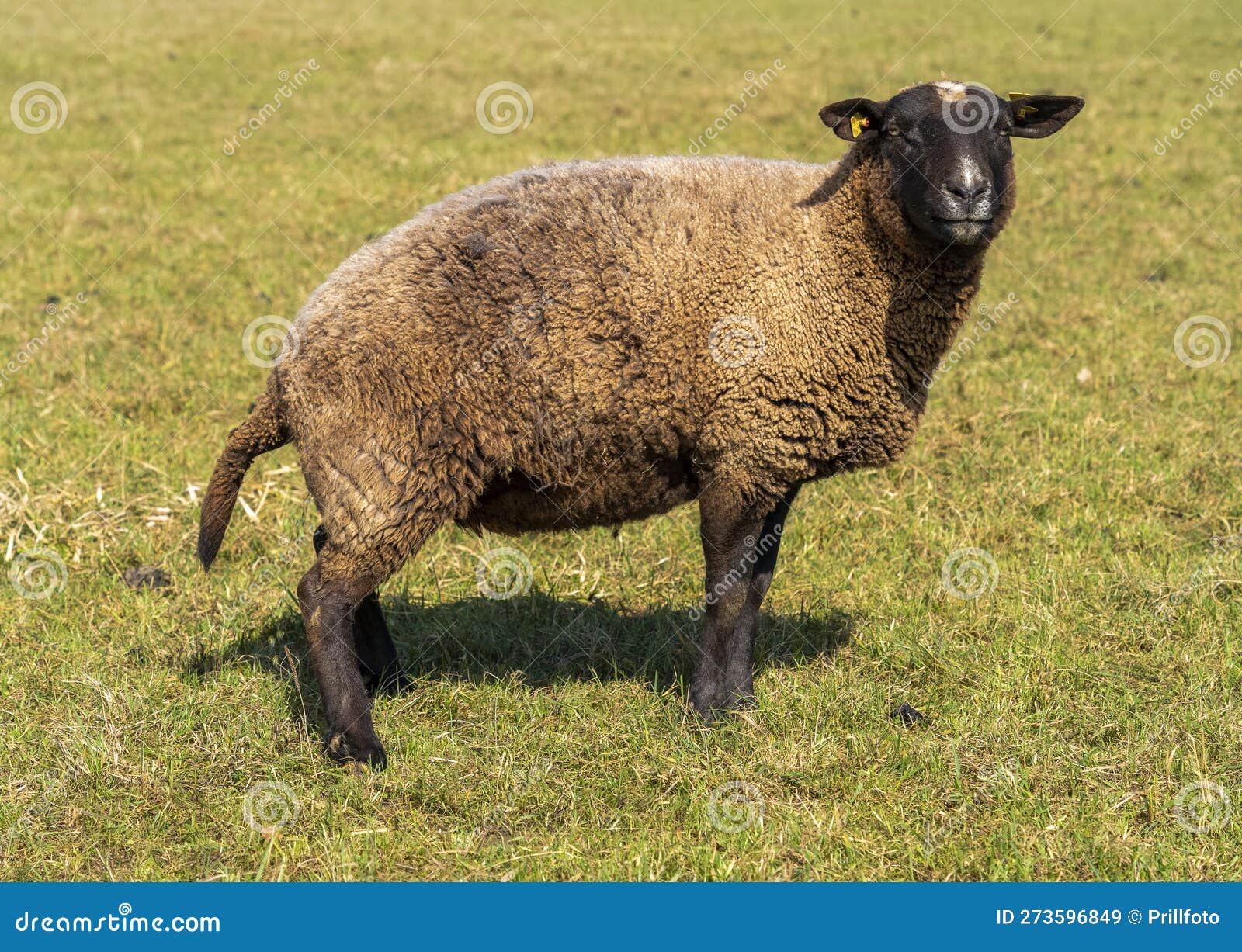 Urinating sheep stock image. Image of rural, domesticated - 273596849