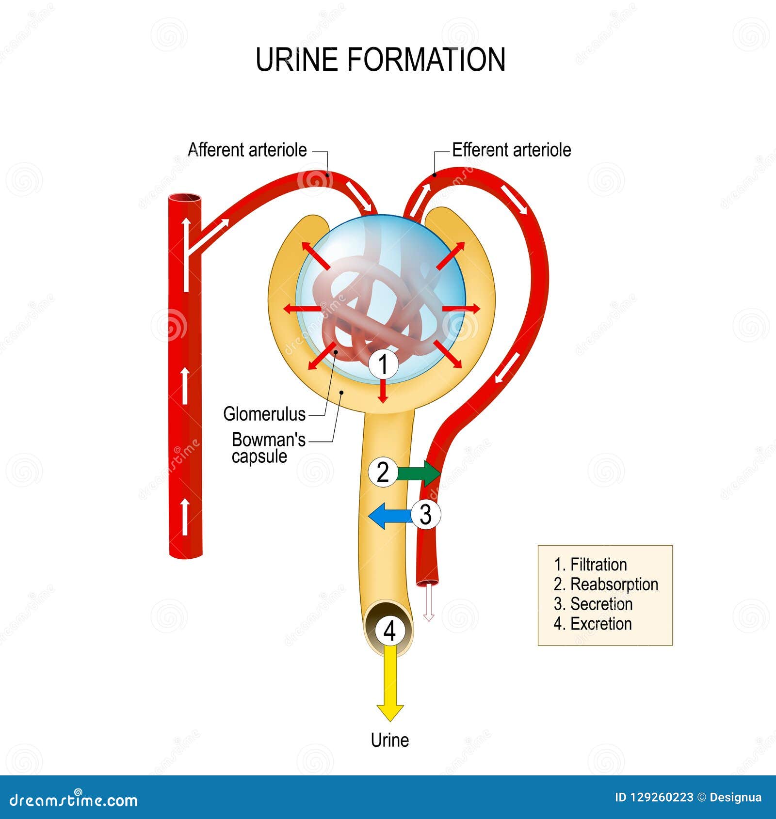 Urinbildandefiltrering, Reabsorption, Sekretion, Exkretion Vektor ...