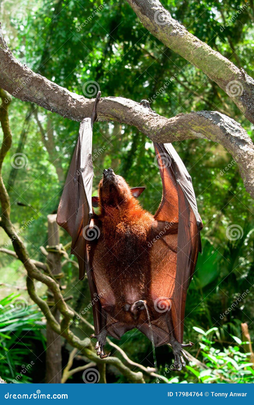 245 Urinera Foton - Gratis och royaltyfria stockfoton från Dreamstime