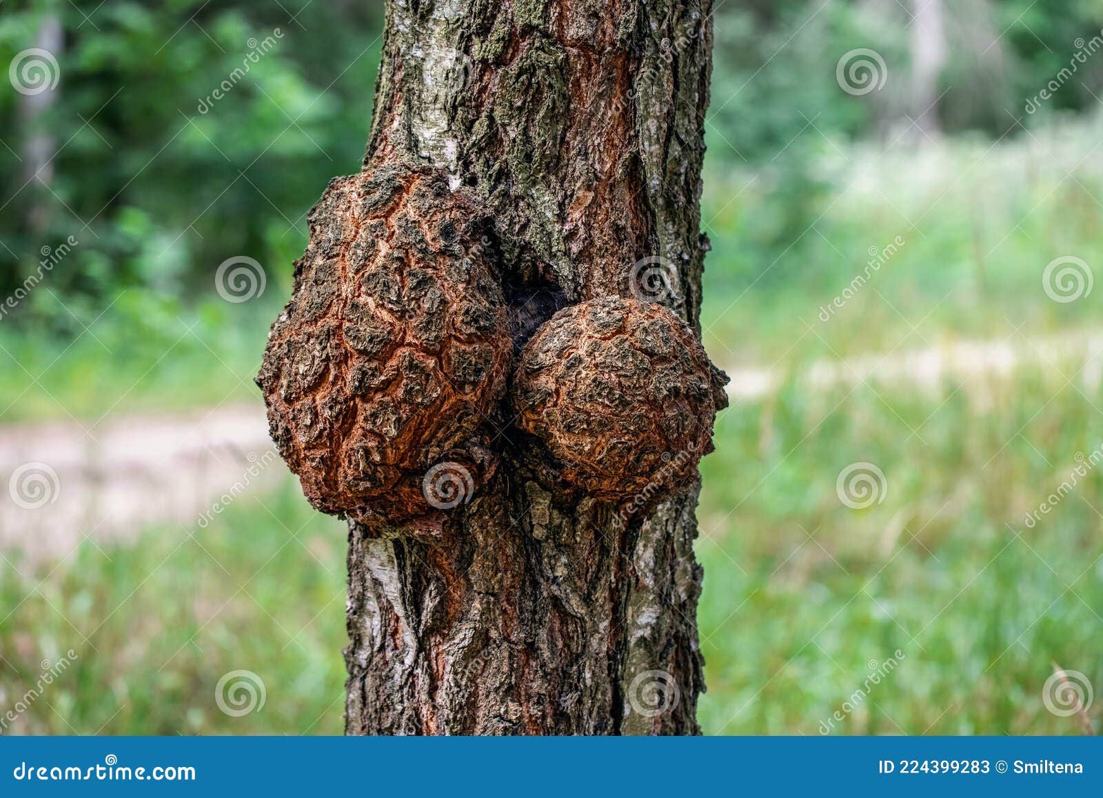 Burl or Burr on a Tree Trunk in Forest Stock Image - Image of ...