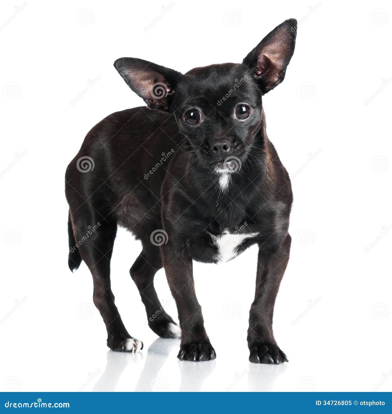 Uroczy mały czarny pies obraz stock. Obraz złożonej z pies - 34726805