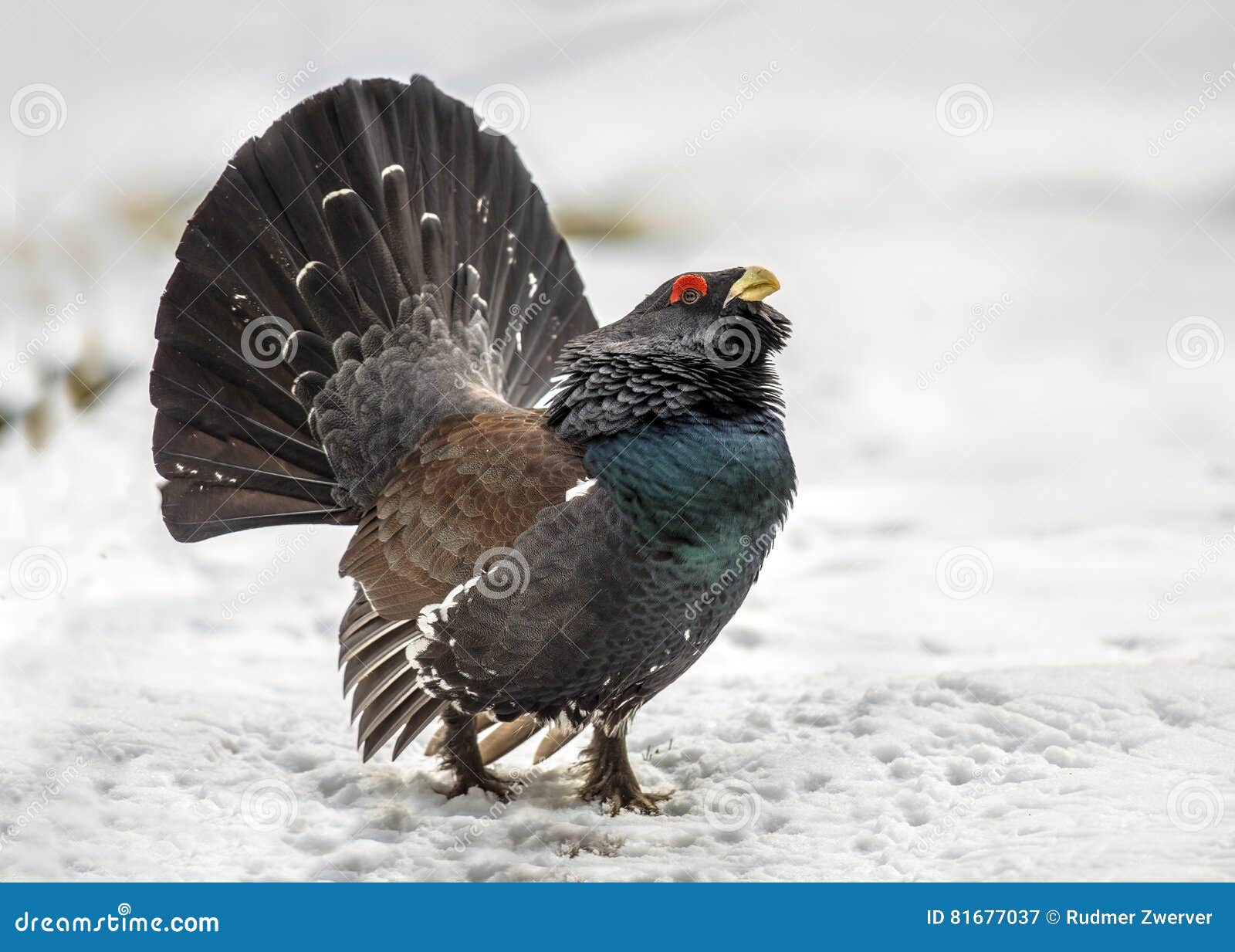 Urogallo De Madera Del Urogallo Occidental Imagen de archivo - Imagen ...