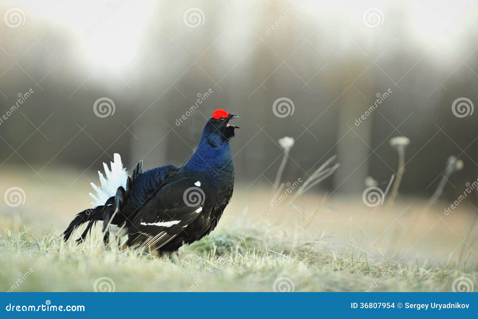 Urogallo negro de Lekking foto de archivo. Imagen de acoplamiento ...
