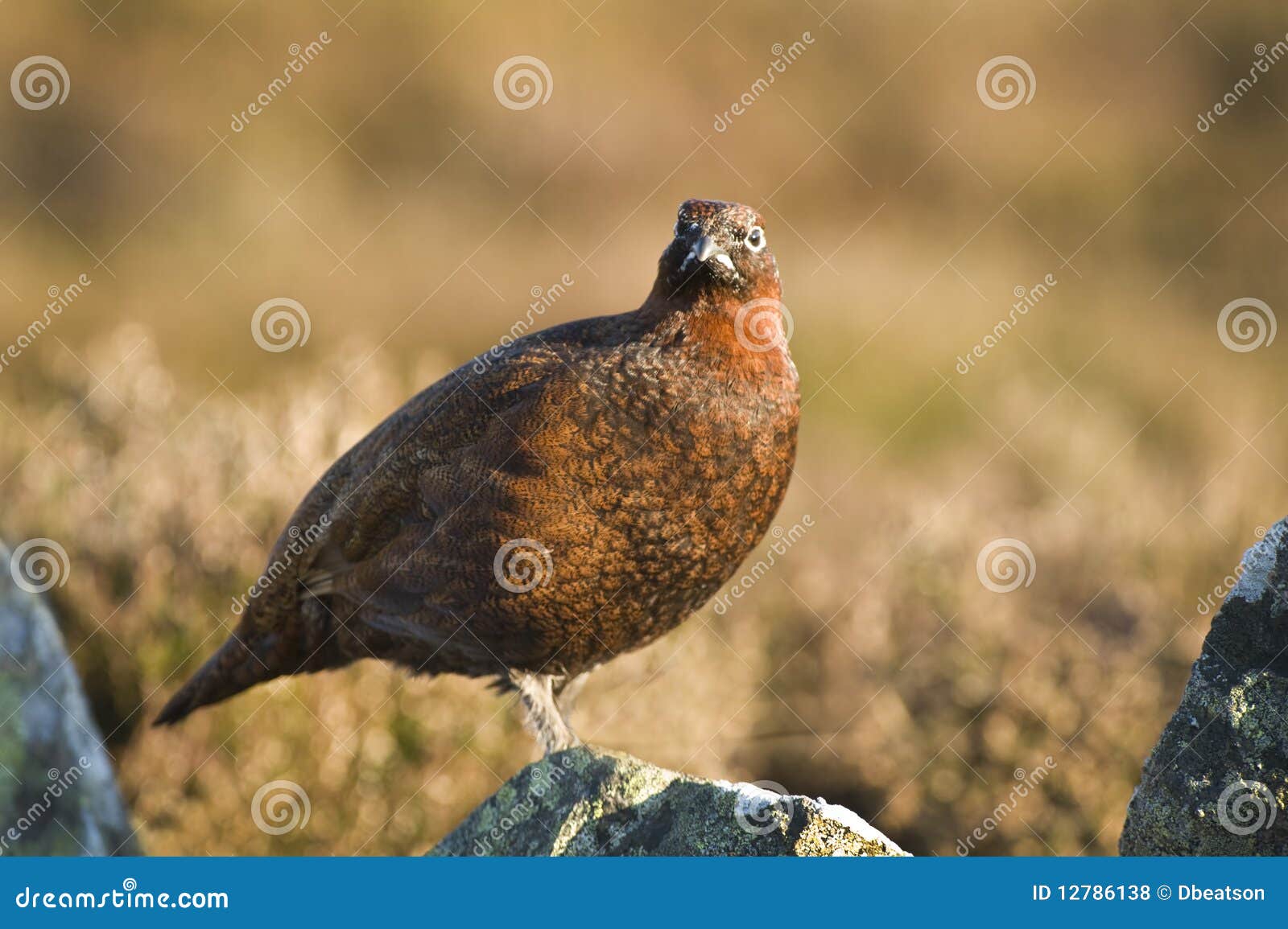 Urogallo rojo foto de archivo. Imagen de standing, rocas - 12786138