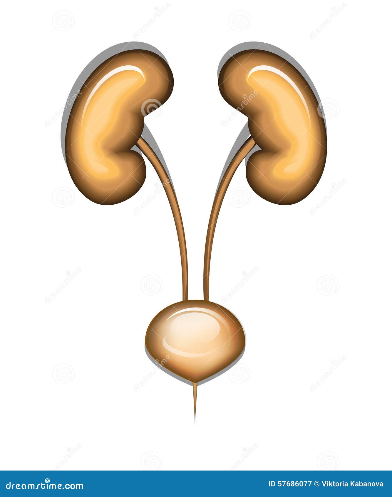 Urology, Kidney, Pyelonephritis Cartoon Vector | CartoonDealer.com ...