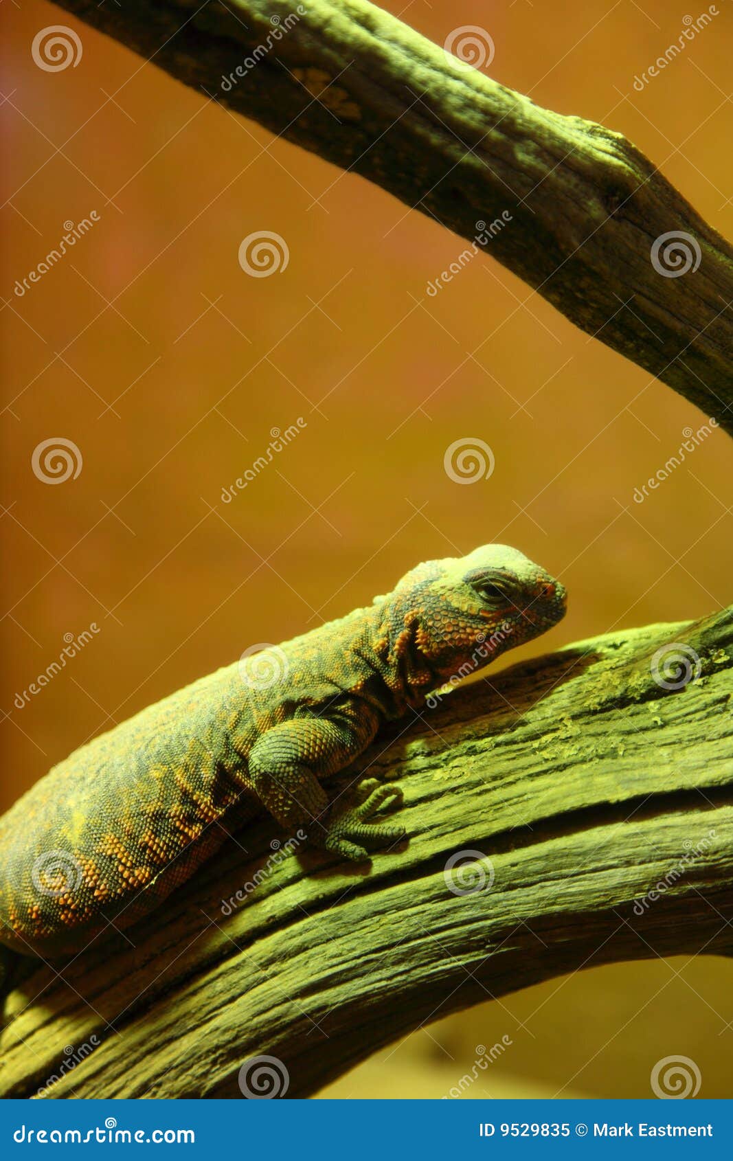 Uromastyx lizard stock image. Image of nature, basking - 9529835