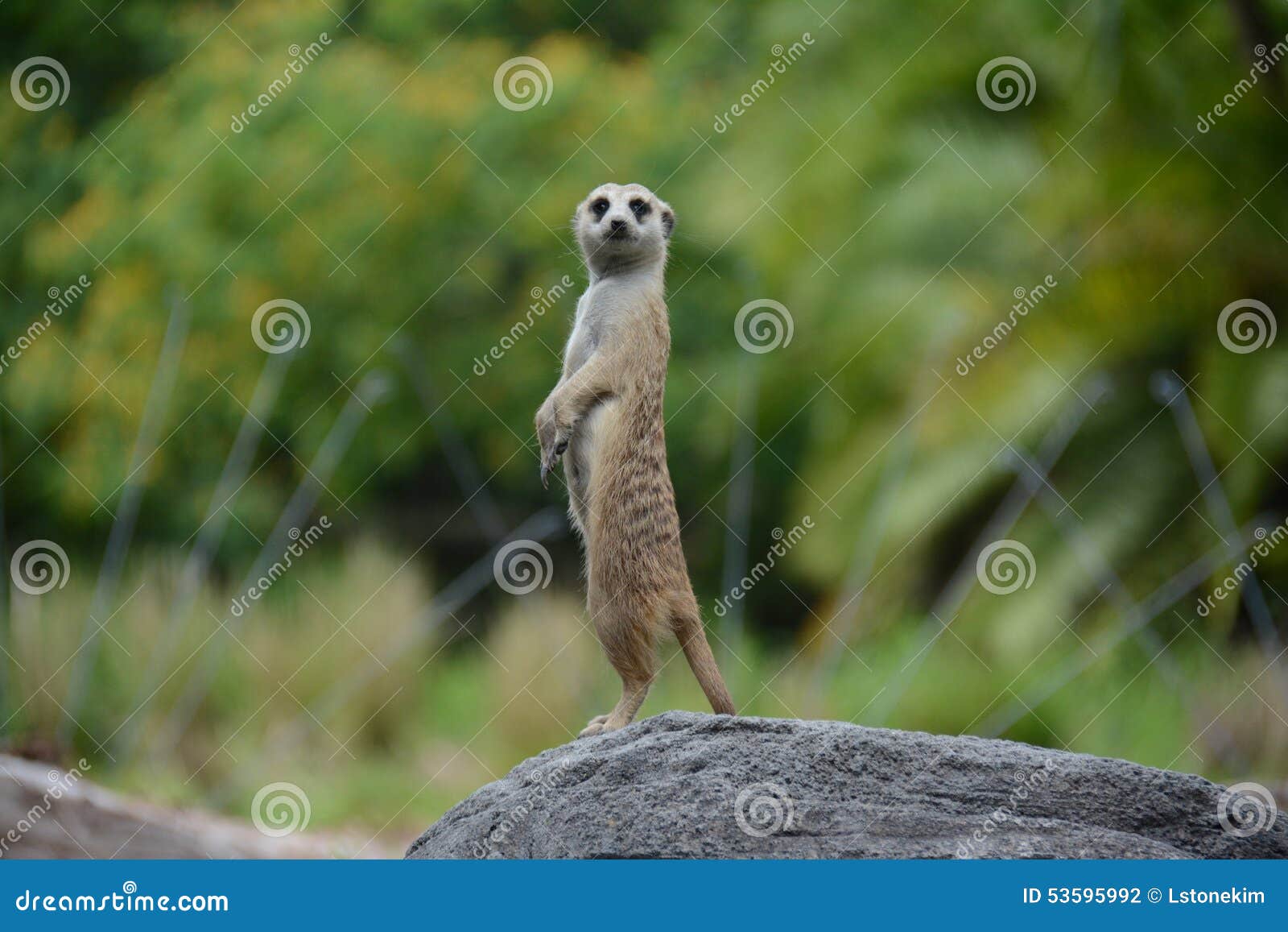 Uron Levantado Y En Estatus Alerta Foto de archivo - Imagen de salvaje ...