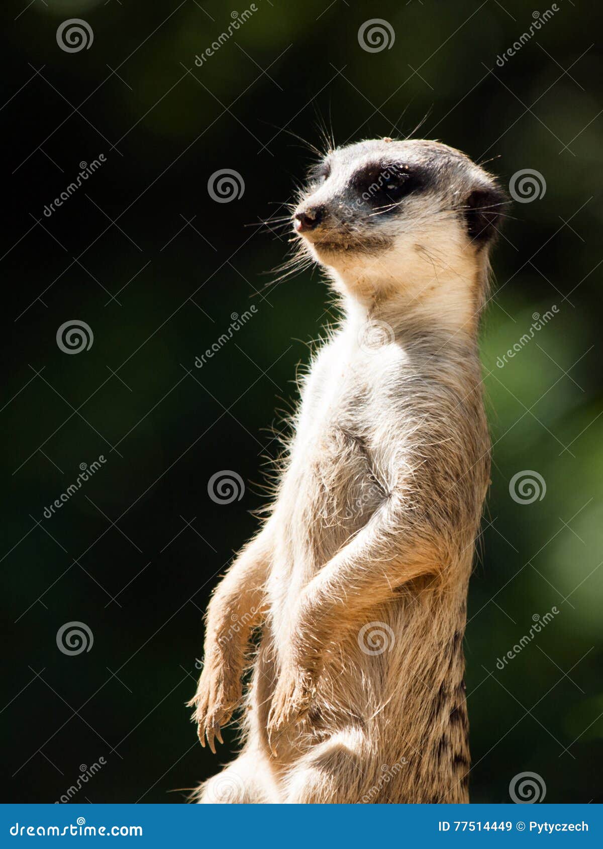 Uron Levantado Y En Estatus Alerta Imagen de archivo - Imagen de ...