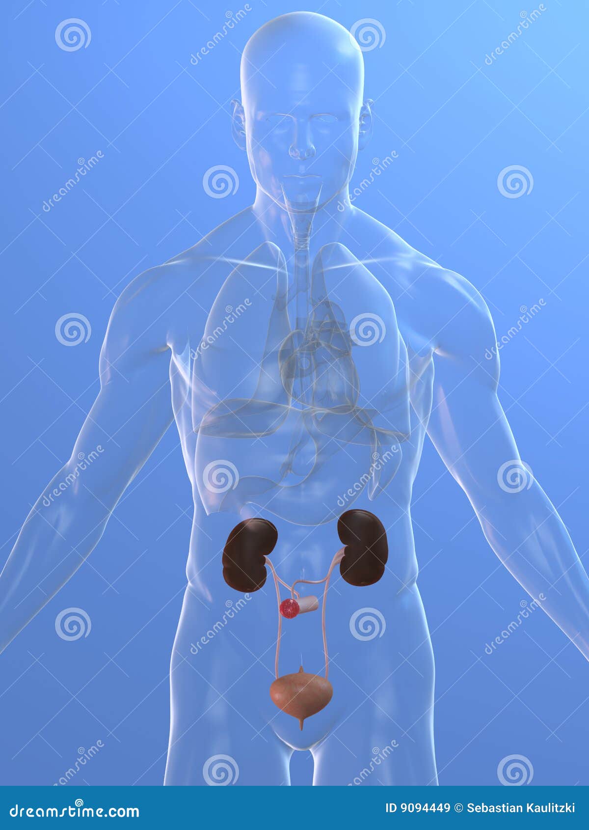 Urostomy stock illustration. Illustration of science, male - 9094449