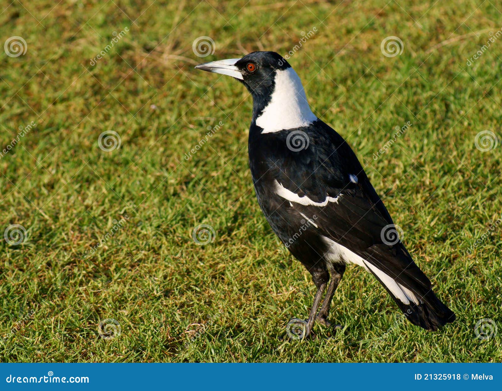 Urraca australiana foto de archivo. Imagen de urraca - 21325918