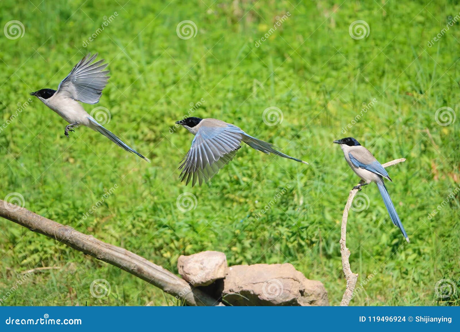 Urraca Azul-coa alas foto de archivo. Imagen de animales - 119496924