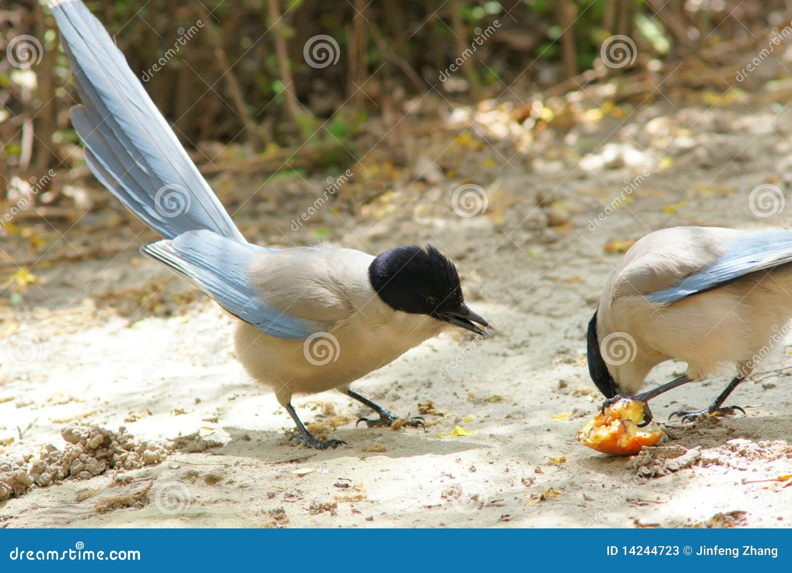 Urraca Azul-coa alas imagen de archivo. Imagen de compita - 14244723