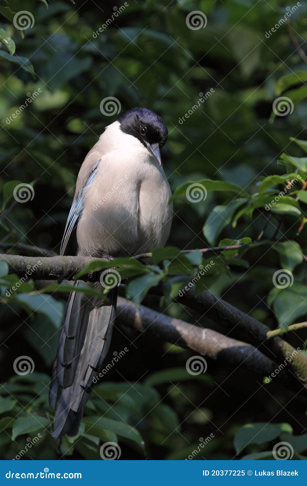 Urraca Azul-coa alas imagen de archivo. Imagen de animal - 20377225