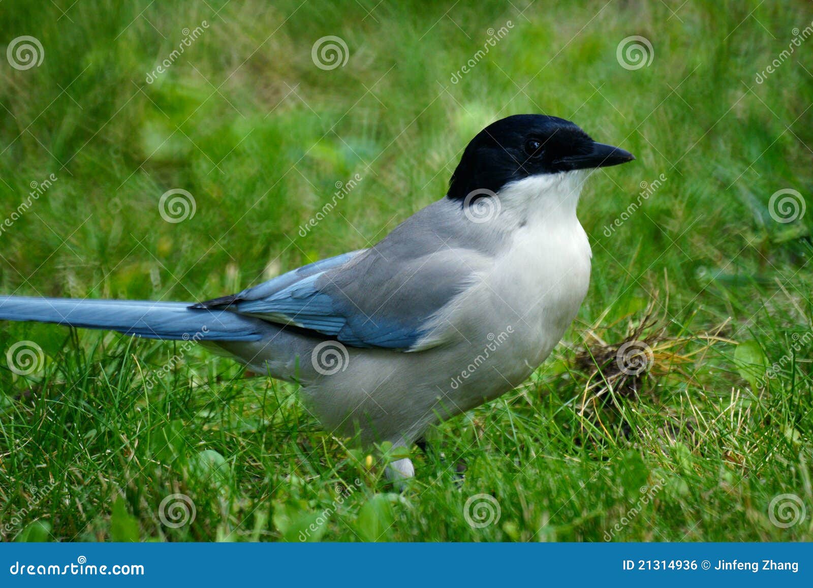 Urraca Azul-coa alas foto de archivo. Imagen de cubo - 21314936
