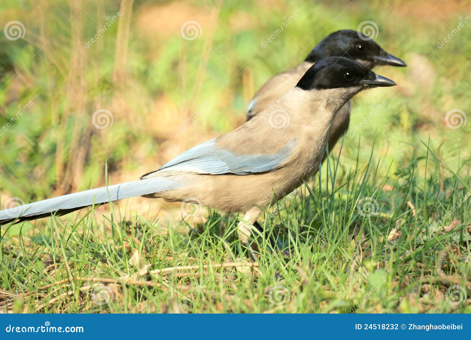 Urraca Azul-coa alas foto de archivo. Imagen de urraca - 24518232