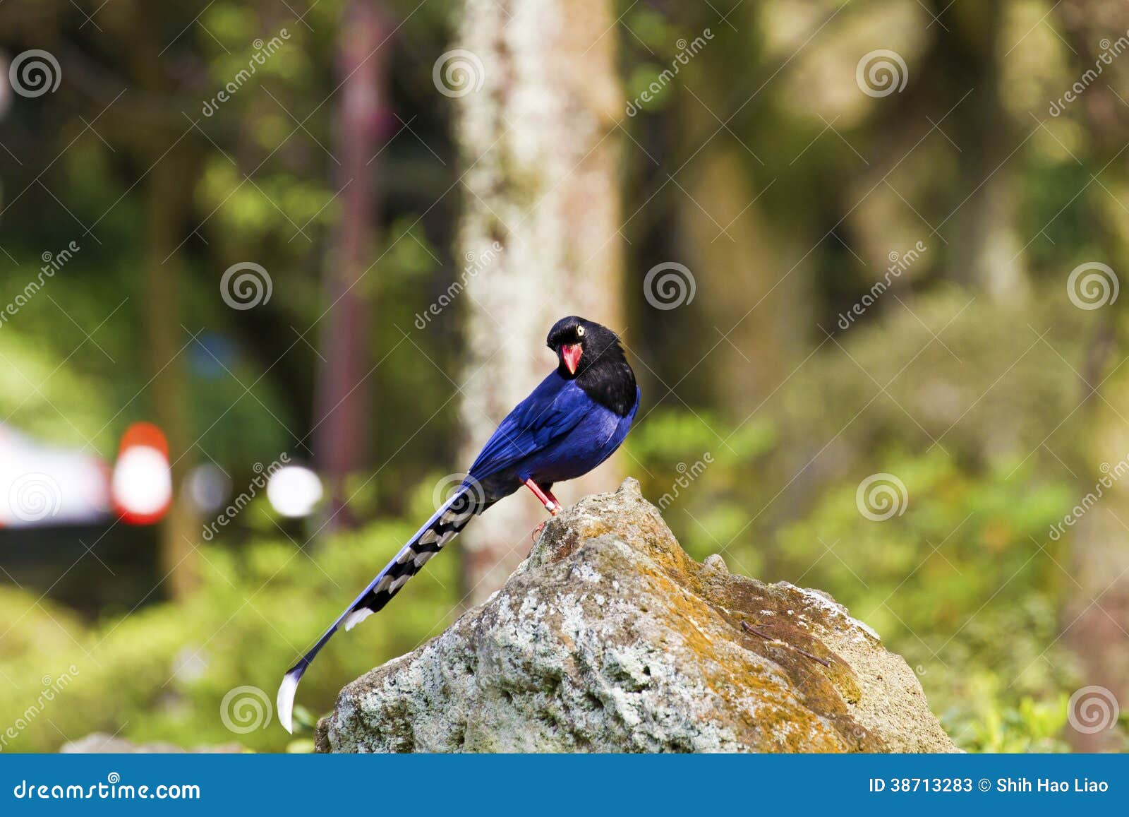 Urraca Azul De Formosa, Caerulea De Urocissa Imagen de archivo - Imagen ...