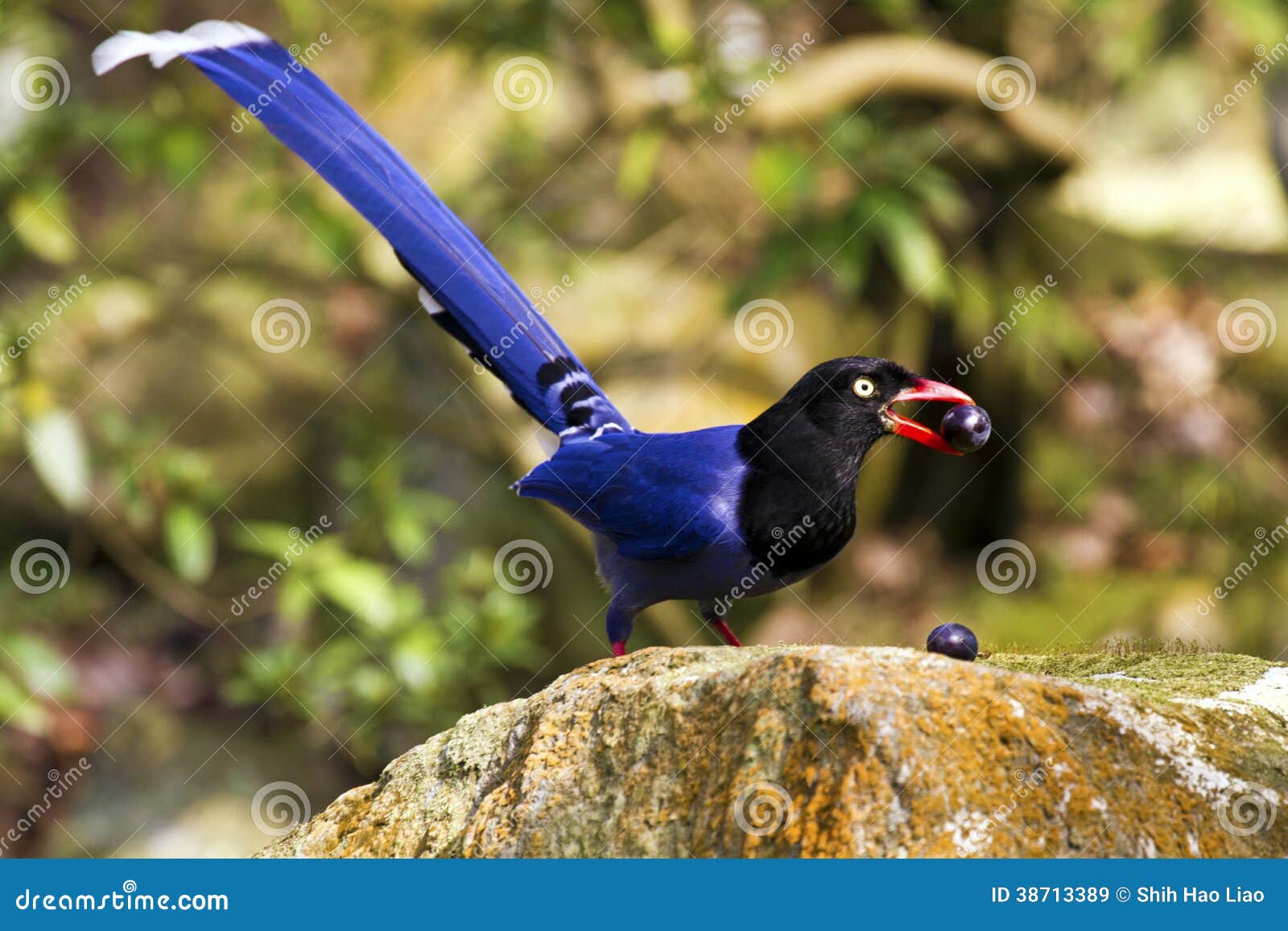 Urraca Azul De Formosa, Caerulea De Urocissa Imagen de archivo - Imagen ...