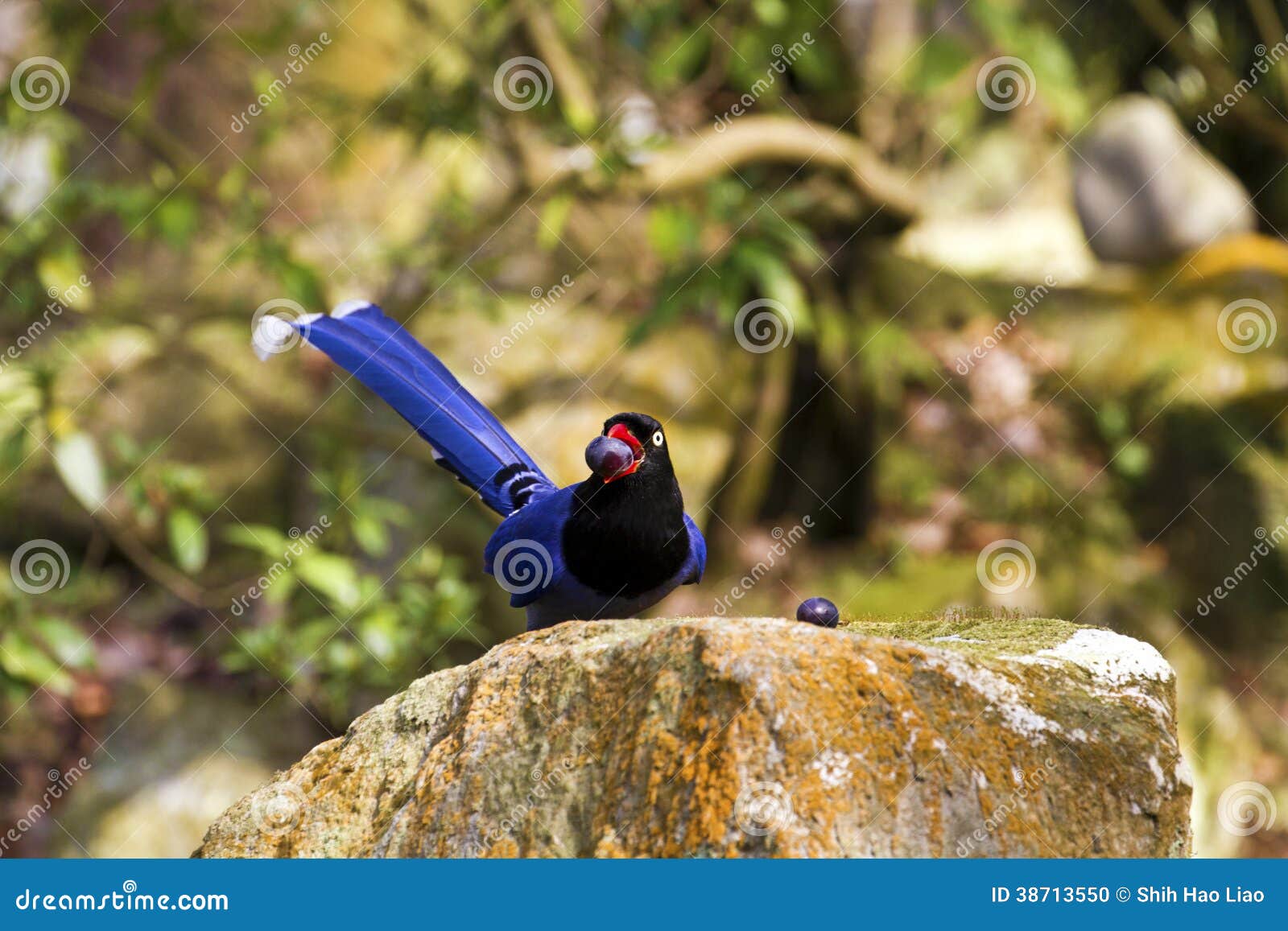 Urraca Azul De Formosa, Caerulea De Urocissa Foto de archivo - Imagen ...