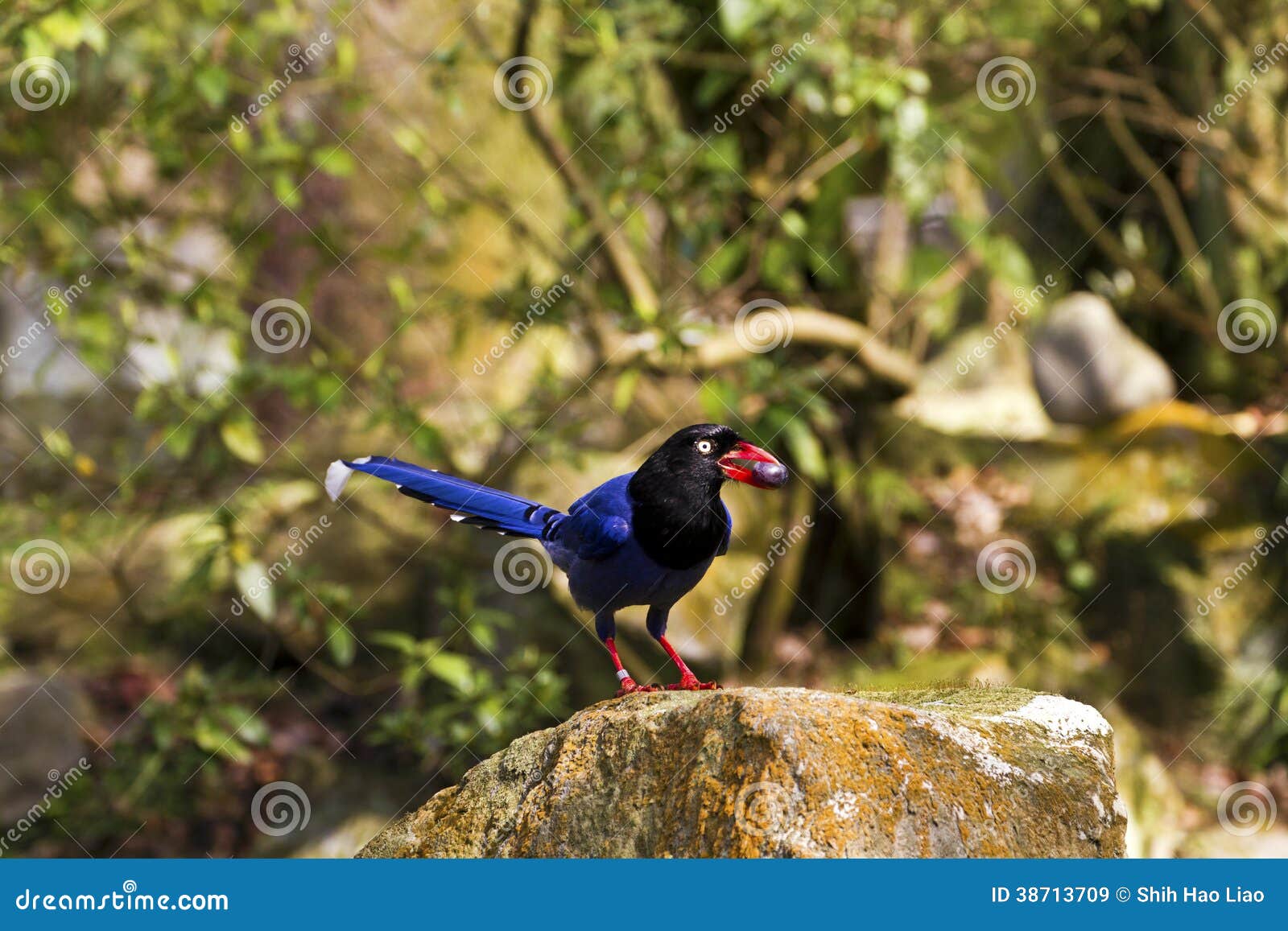 Urraca Azul De Formosa, Caerulea De Urocissa Imagen de archivo - Imagen ...