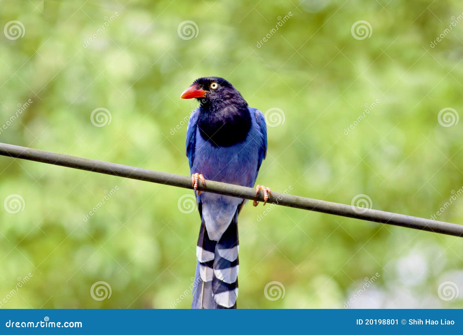 Urraca azul formosana imagen de archivo. Imagen de negro - 20198801