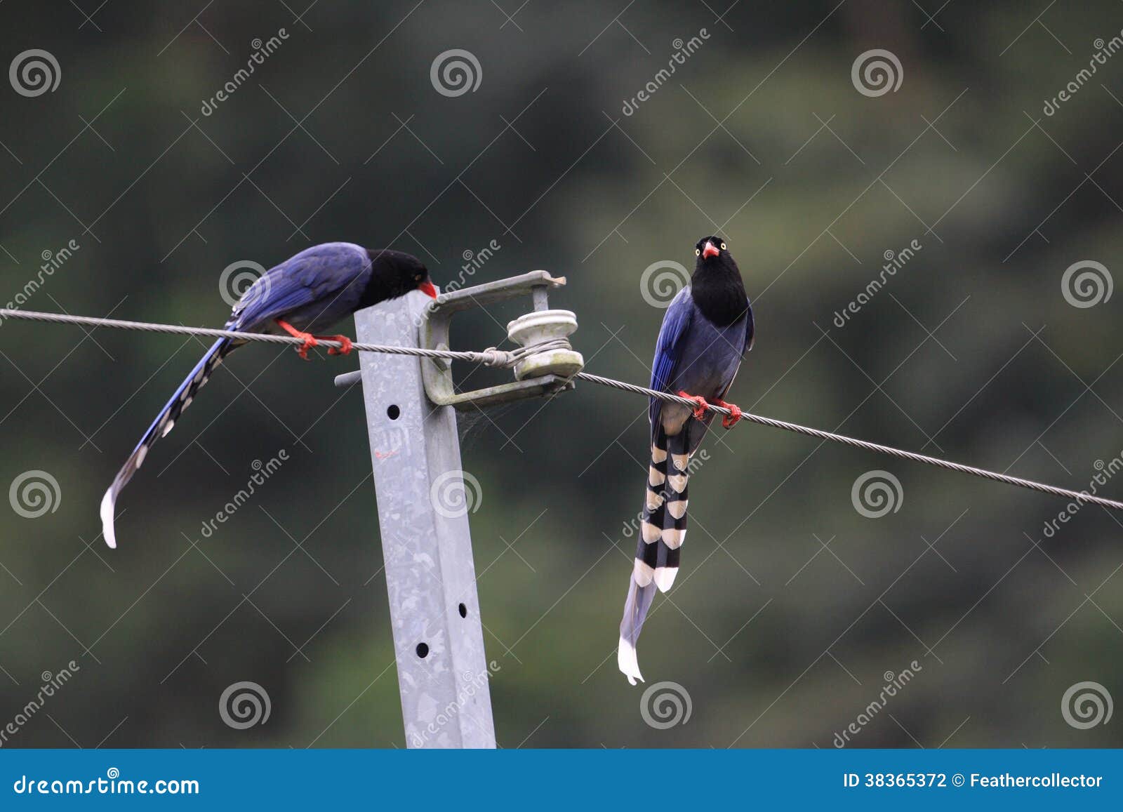 Urraca azul formosana foto de archivo. Imagen de formosano - 38365372
