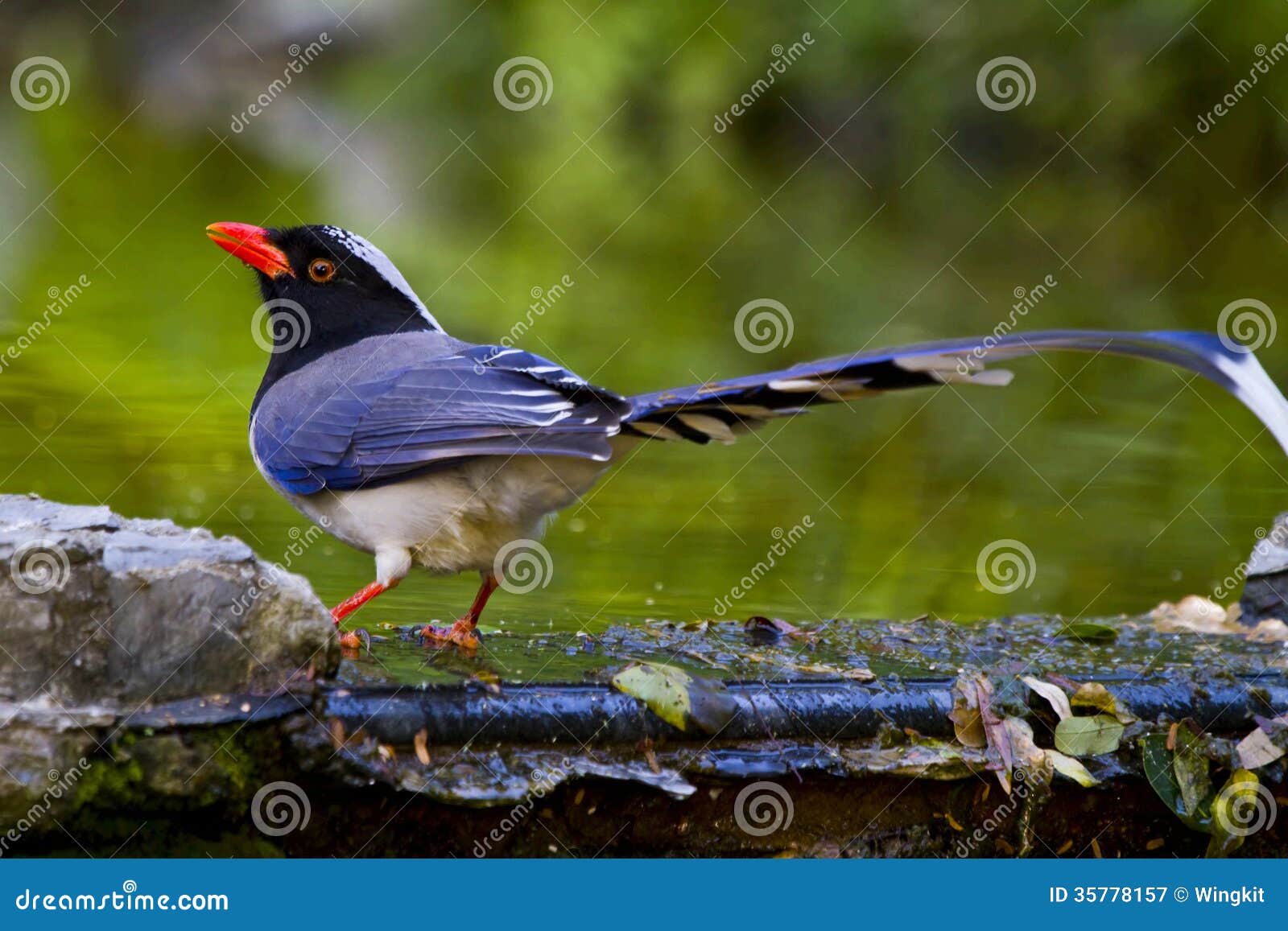 Urraca Azul Rojo-cargada En Cuenta Imagen de archivo - Imagen de azul ...