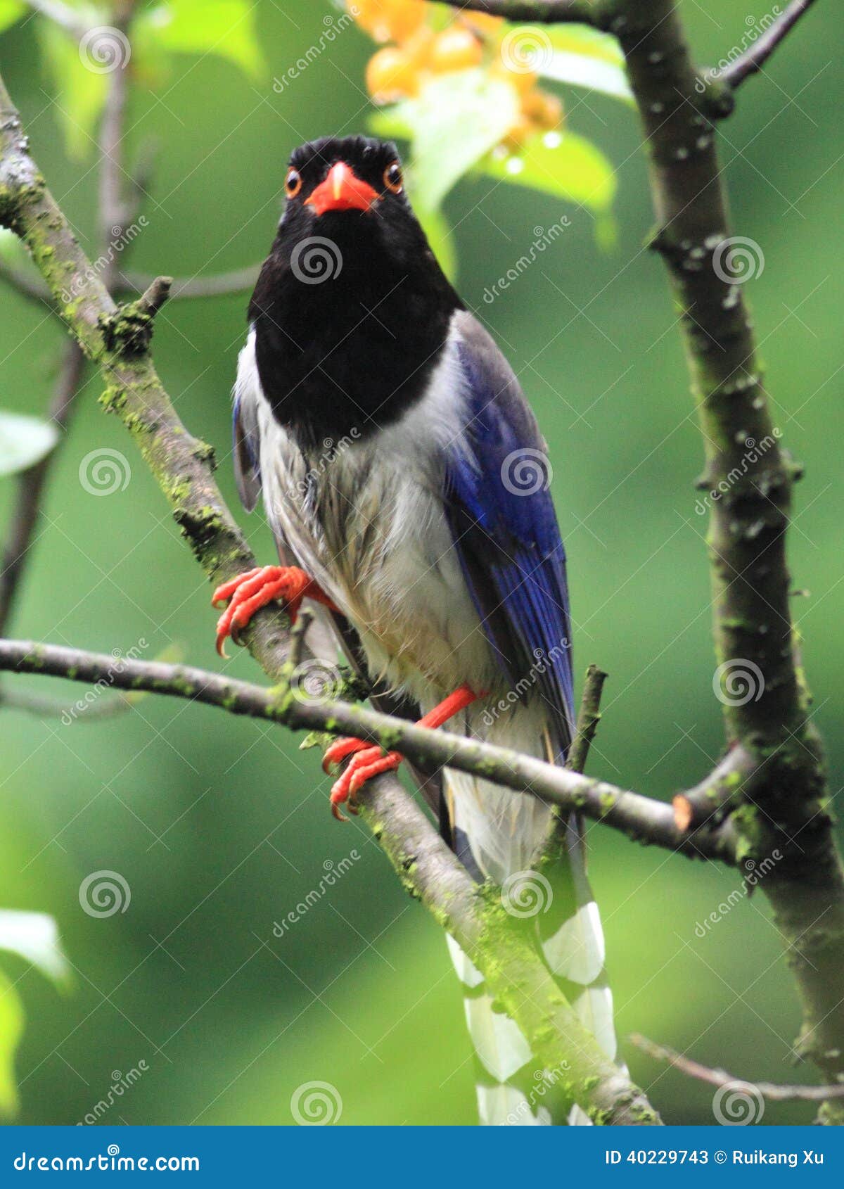 Urraca Azul Rojo-mandada La Cuenta Imagen de archivo - Imagen de hojas ...
