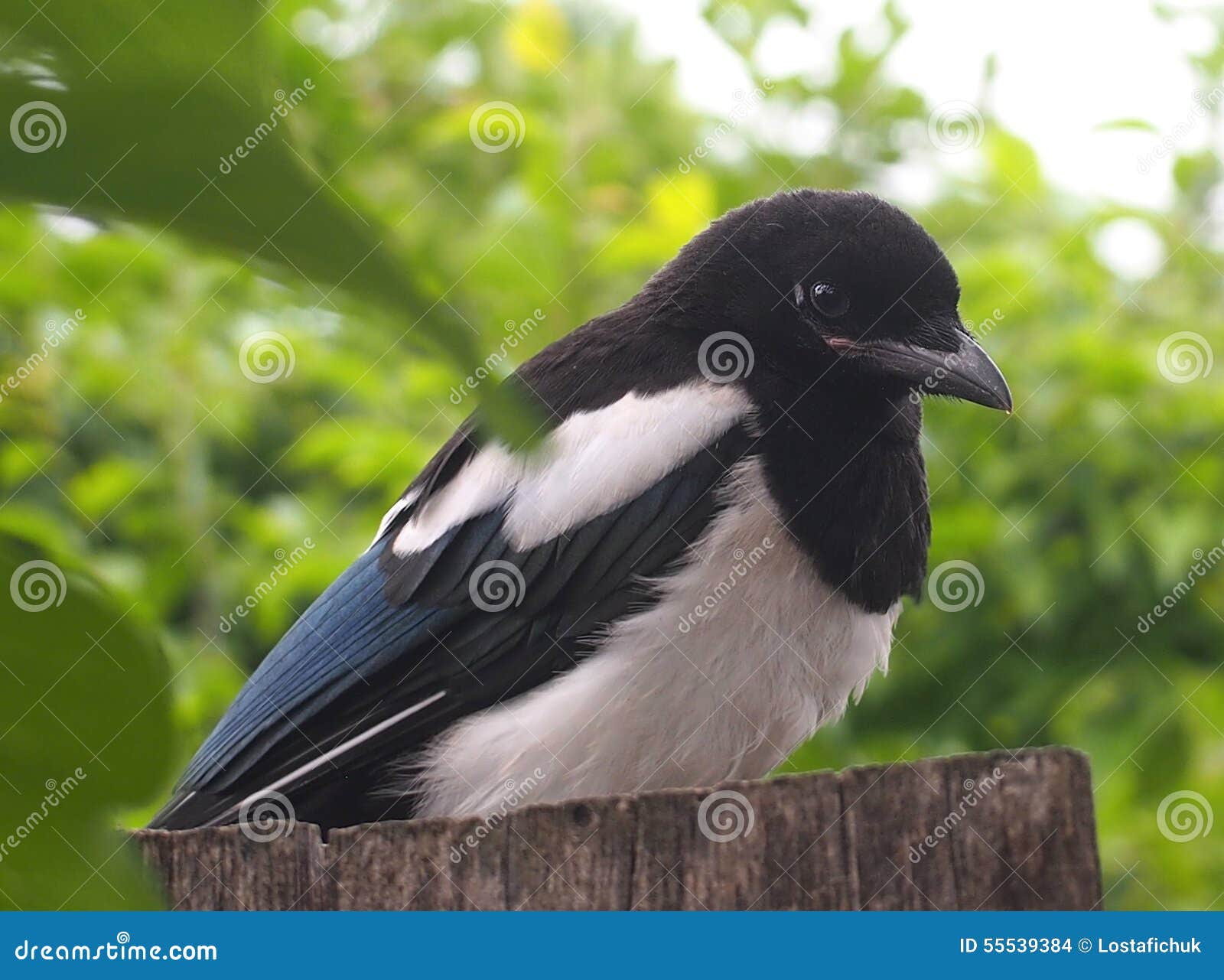 Urraca juvenil foto de archivo. Imagen de juvenil, limpiador - 55539384