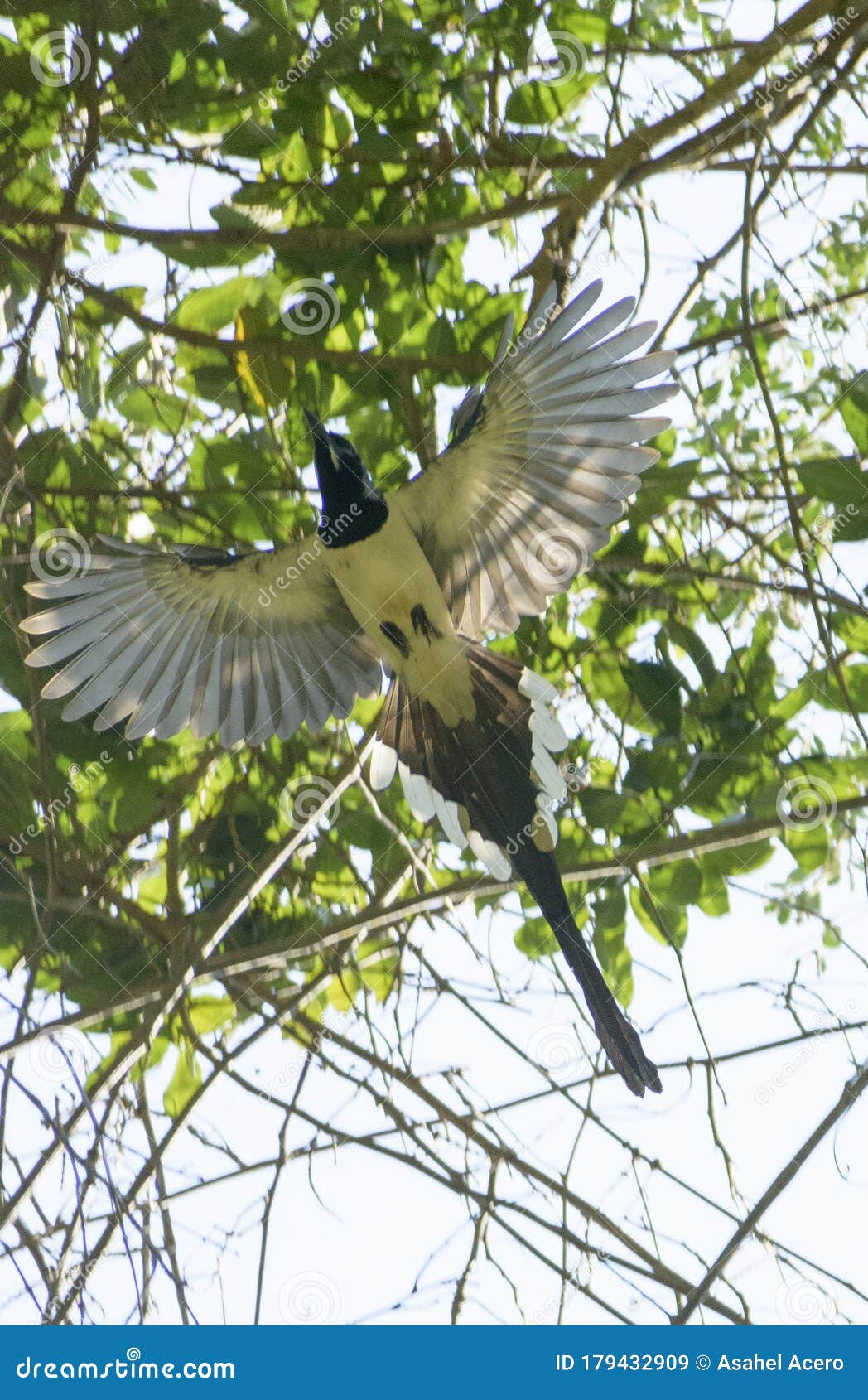 Urraca negra imagen de archivo. Imagen de buho, selva - 179432909