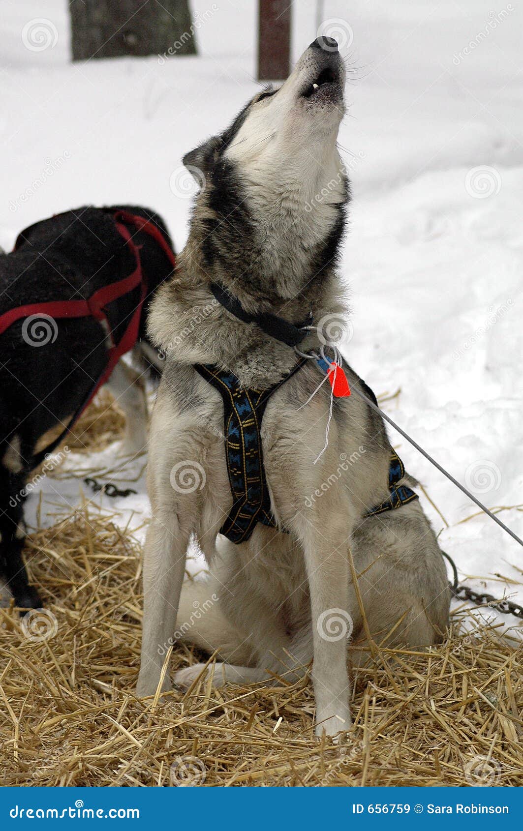 Urro imagem de stock. Imagem de vertical, inverno, frio - 656759