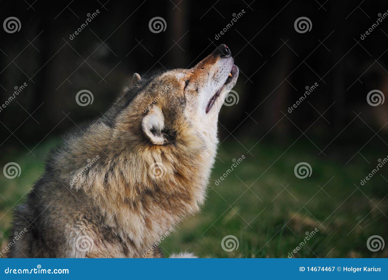 Urro Do Lobo Cinzento (lúpus De Canis) Imagem de Stock - Imagem de uivo ...