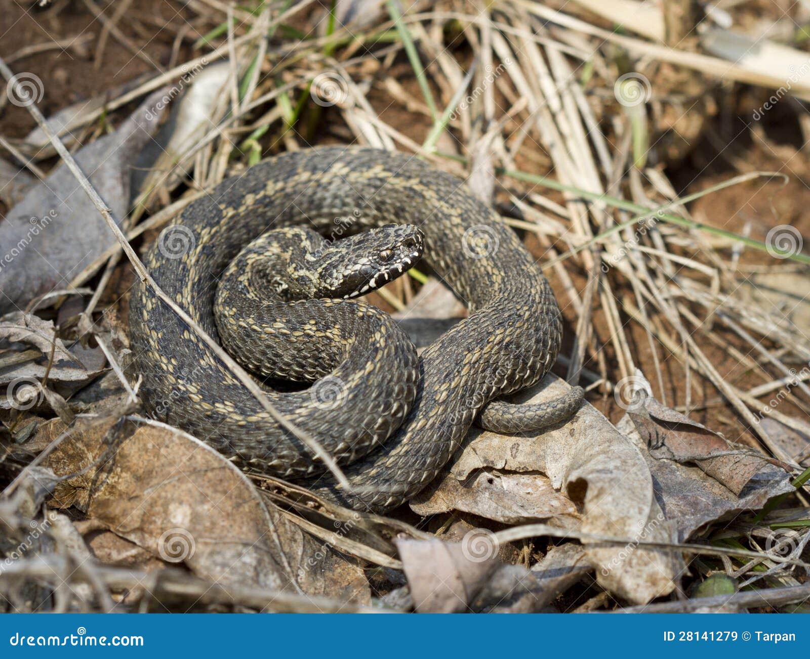 Ursini S Viper is Basking in the Spring Sunshine. Stock Image - Image ...