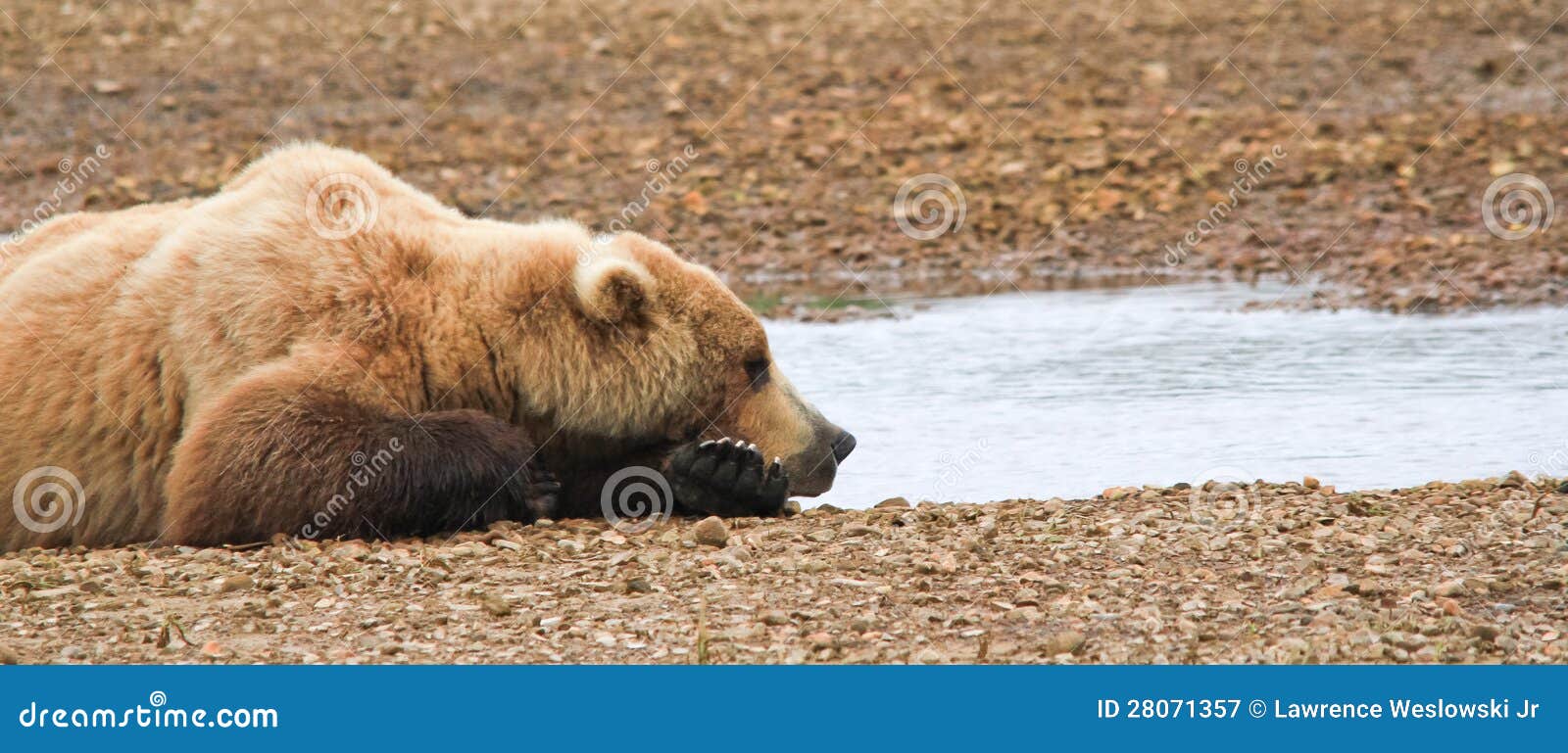 Urso De Alaska Brown Que Napping Pela ?gua Imagem de Stock - Imagem de ...