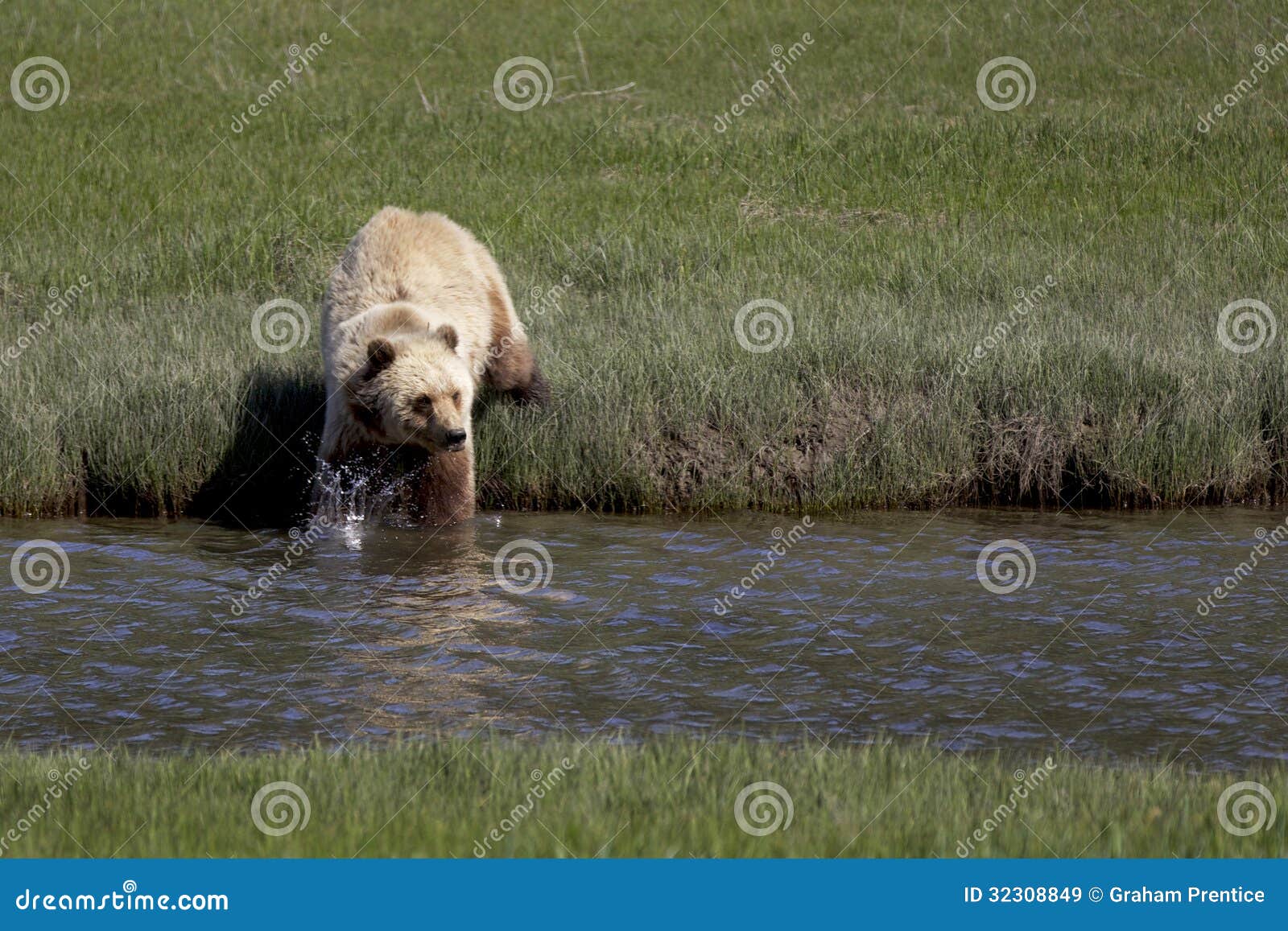 Urso de Brown Alaska imagem de stock. Imagem de perigoso - 32308849