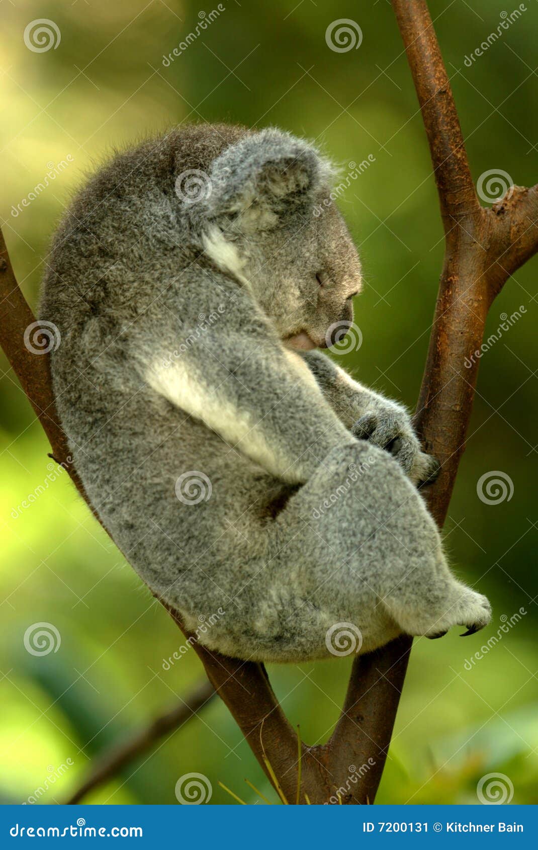 Urso de Koala imagem de stock. Imagem de animal, wildlife - 7200131
