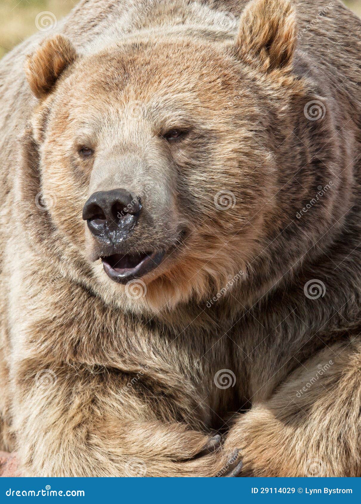 Urso de urso imagem de stock. Imagem de urso, marrom - 29114029