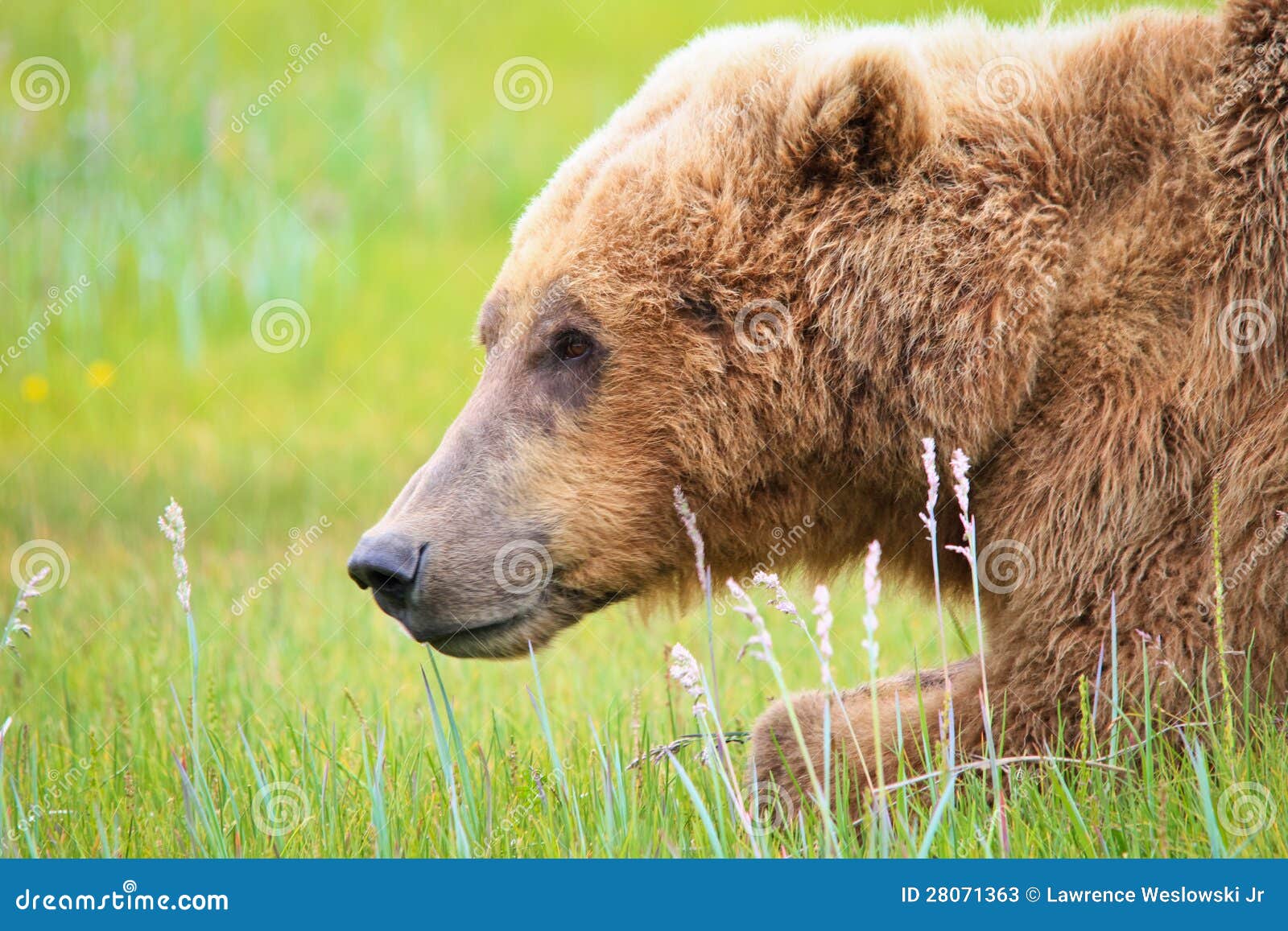 Urso De Urso De Alaska Brown Em Katmai Imagem de Stock - Imagem de ...