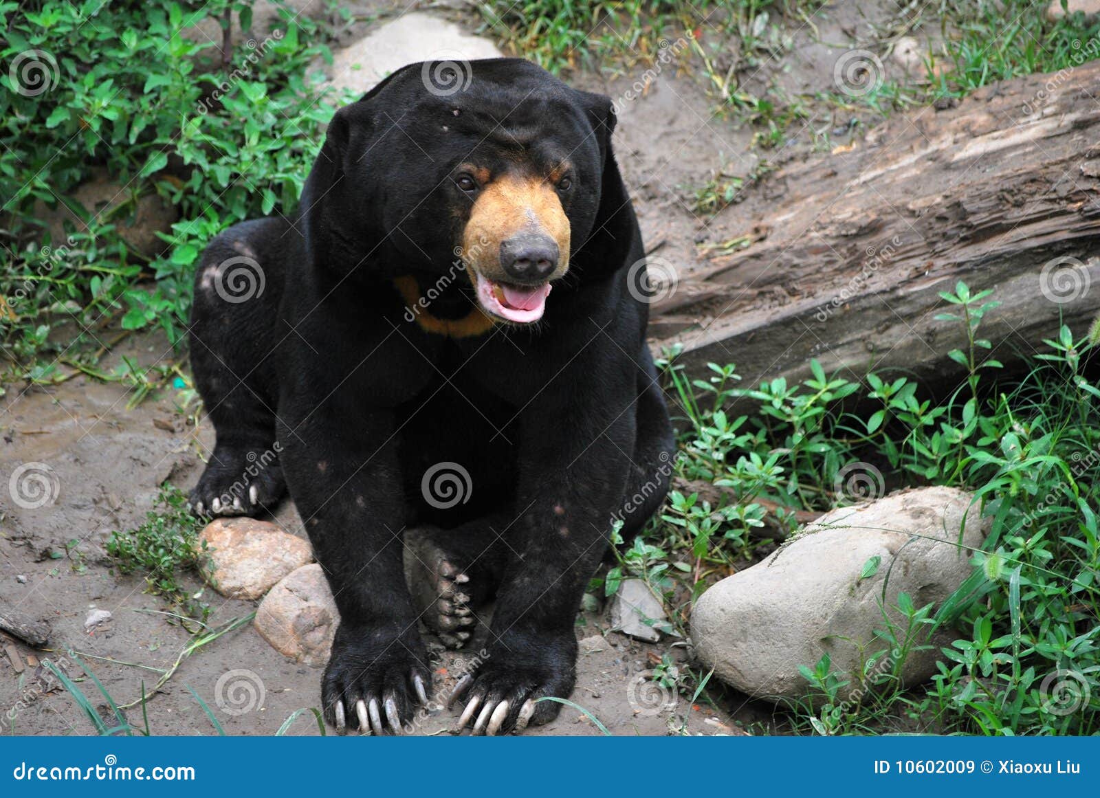 Urso do sol imagem de stock. Imagem de wildlife, relaxe - 10602009