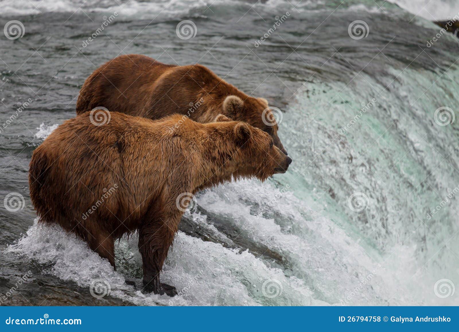 Urso em Alaska foto de stock. Imagem de américa, grizzle - 26794758