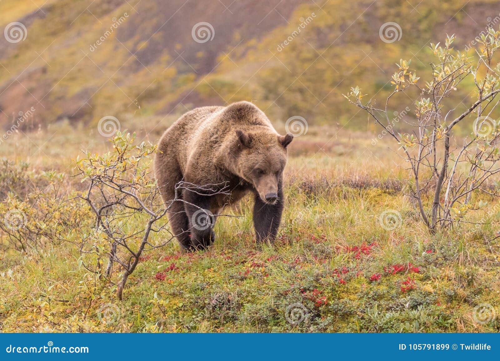 Urso Pardo No Parque Nacional Alaska De Denali Imagem de Stock - Imagem ...