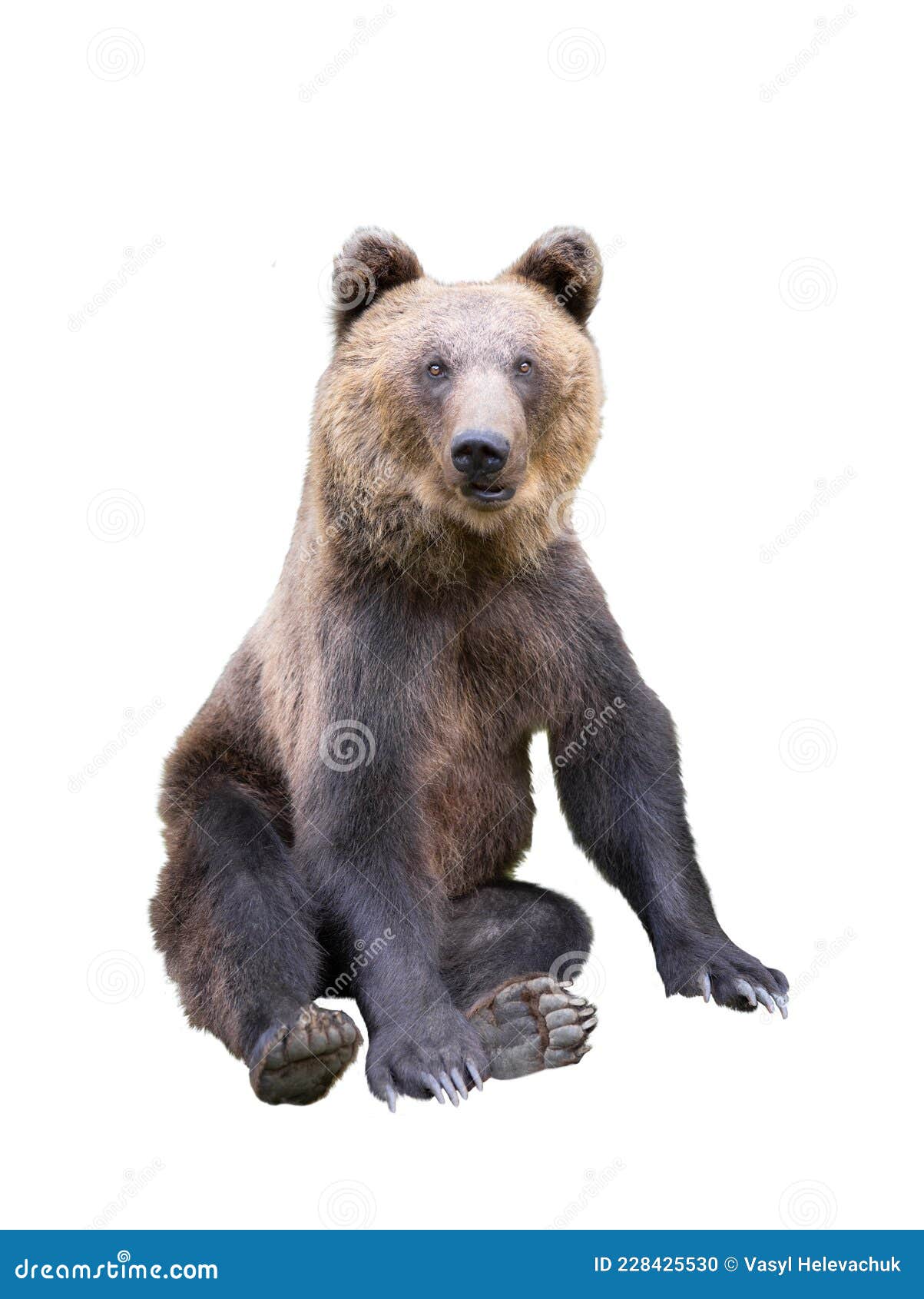 Urso Pardo Sentado Isolado Em Branco Foto de Stock - Imagem de urso, isolado: 228425530
