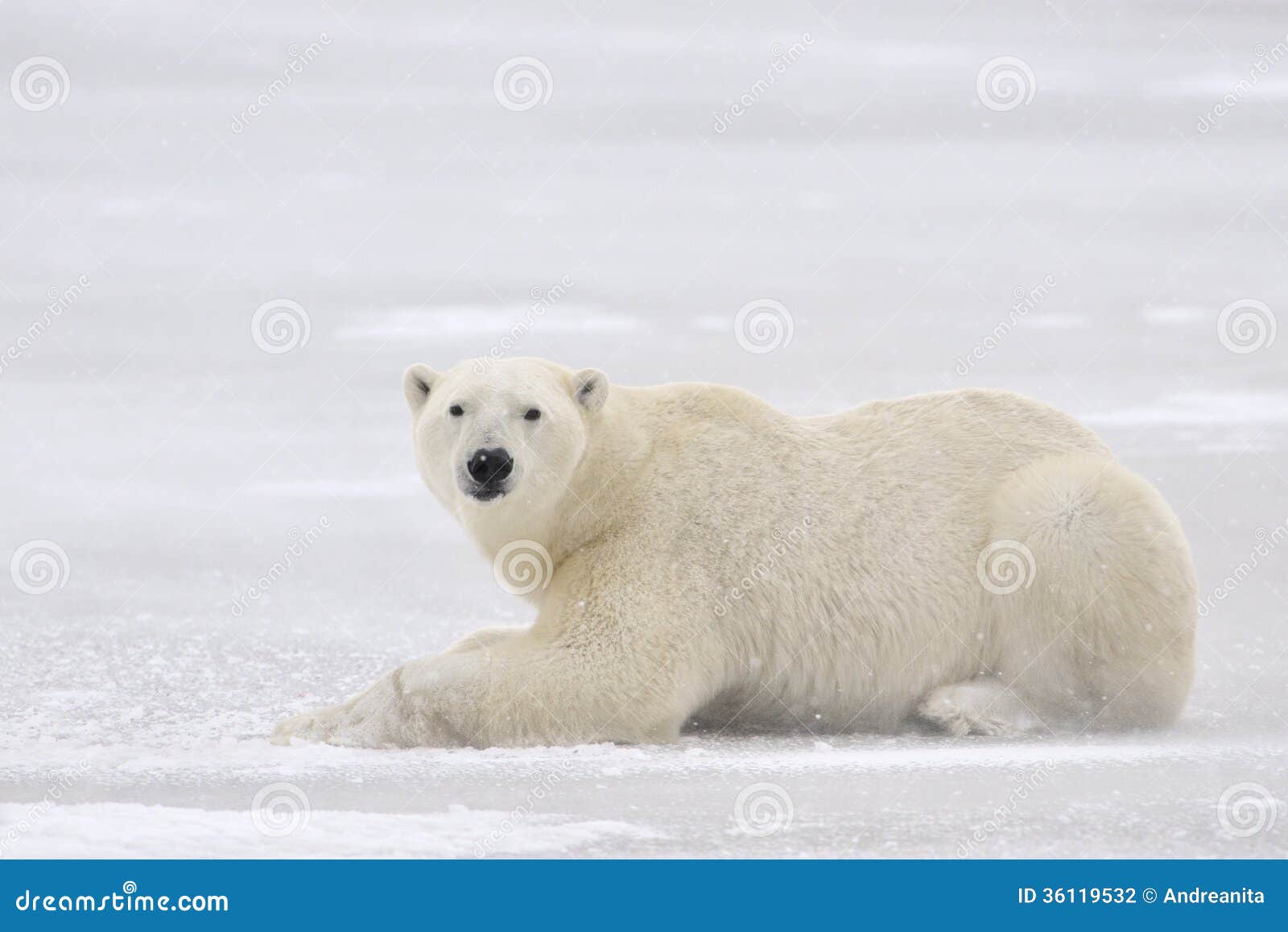 Urso polar foto de stock. Imagem de frio, spitsbergen - 36119532