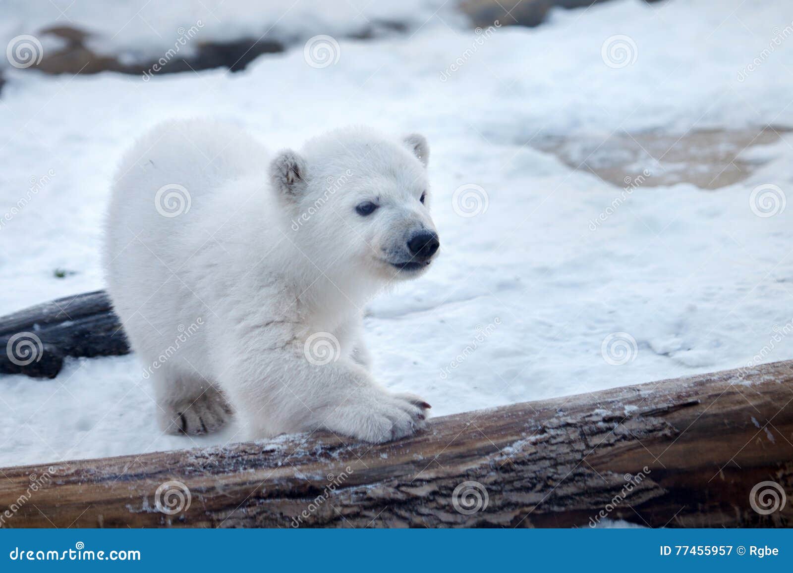 Urso polar do bebê imagem de stock. Imagem de fofofo - 77455957