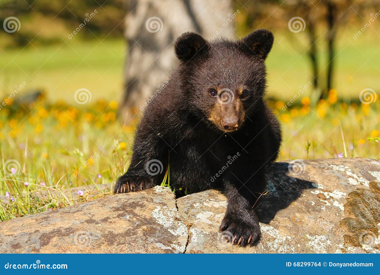 Urso Preto Americano Do Bebê Foto de Stock - Imagem de jogar, americano ...