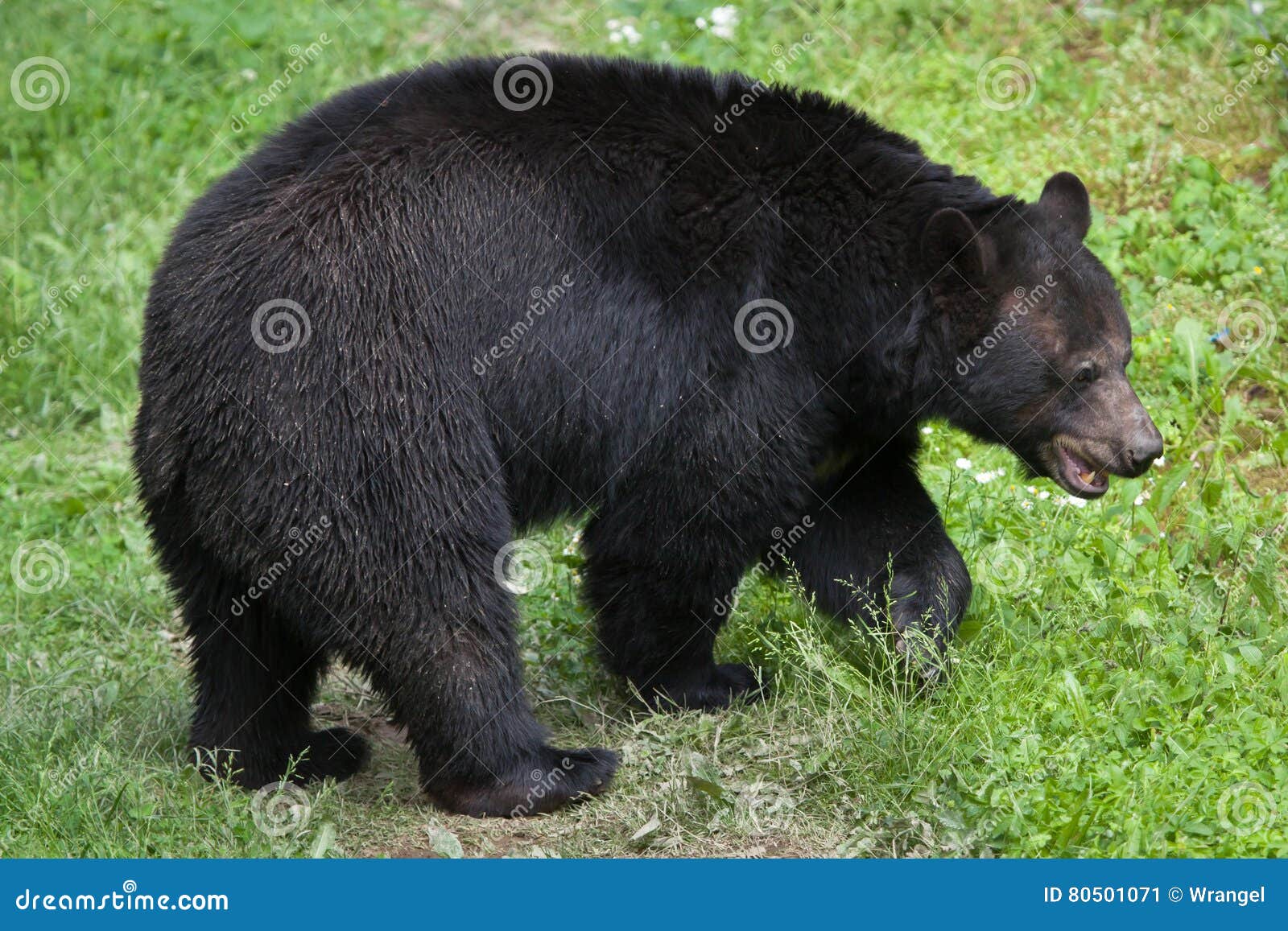 Ursus Americano Dell'orso Nero Americanus Immagine Stock - Immagine di ...