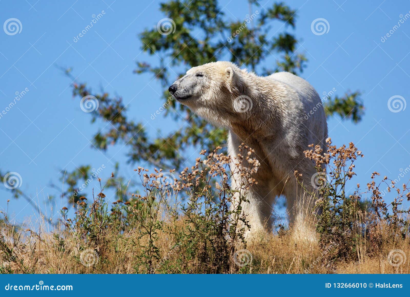 Ursus Maritimus Dell'orso Polare Fotografia Stock - Immagine di polare ...