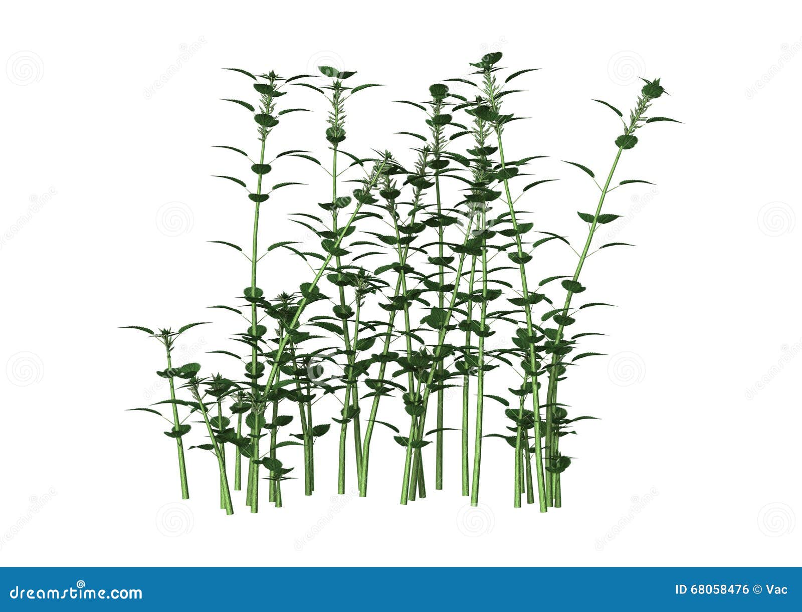 Urtica Herb. Nettles Plant Hand Drawn Illustration Cartoon Vector ...