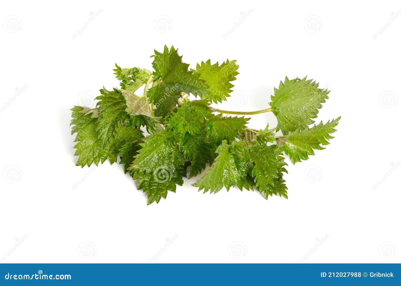 Urtica or Nettles, Stinging Nettles. Green Spring Sprout. Isolated ...