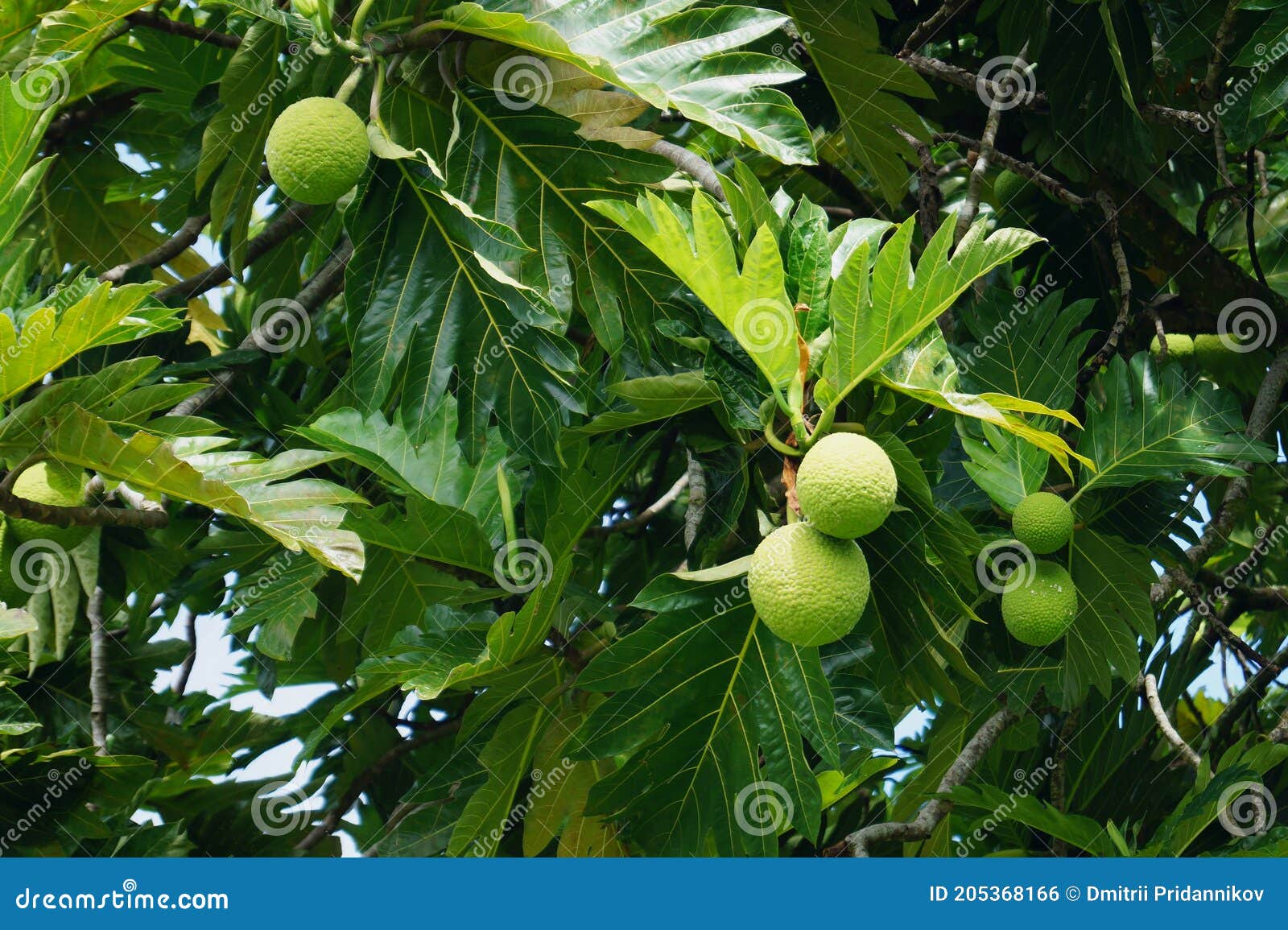 Uru or Breadfruit-tree with Fruits on Branches Stock Photo - Image of ...