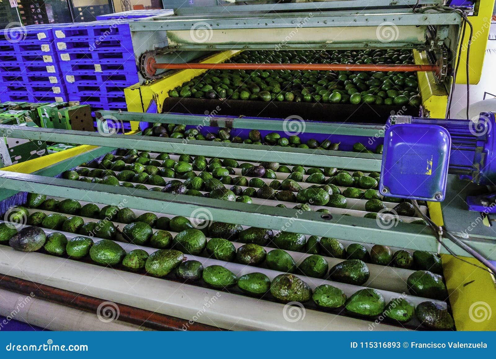 Avocado editorial stock photo. Image of packing, circa - 115316893